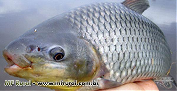 Piau | Preço Venda Compra - MF Rural