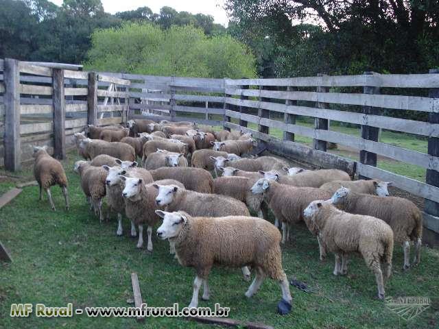 Inferencias Semanticas en Los Textos A Nivel Local Y - MF Rural