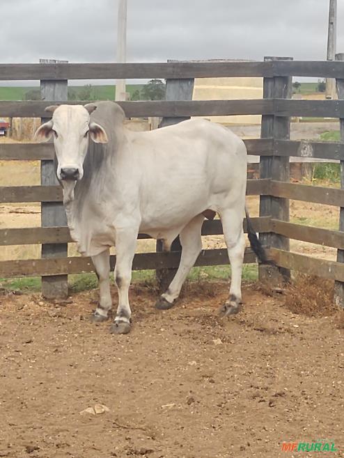Nelore Preco | Preço Venda Compra - MF Rural