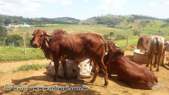 Vacas Gir em Minas Gerais - Animais | Preço Venda Compra