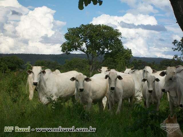Novilha Nelore Po em Minas Gerais | Preço Venda Compra