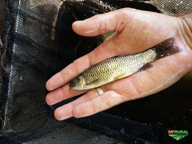 Alevinos Carpa Capim em São Jerônimo RS à venda. Compre direto 131372