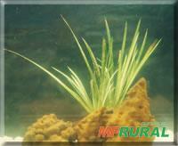 Acorus Calamus Foliis Variegatis em Marília SP à venda. Compre 428828