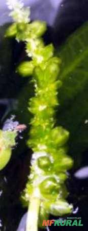 Aponogeton Crispus em Marília SP à venda. Compre direto 428964