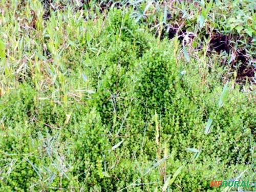 Rotala Rotundifol | Preço Venda Compra - MF Rural
