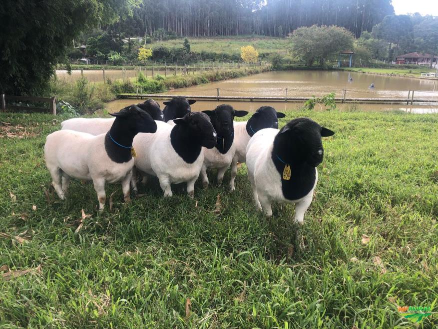 Carneiro / Ovinos Dorper Po em Mandirituba PR à venda. Compre 126505