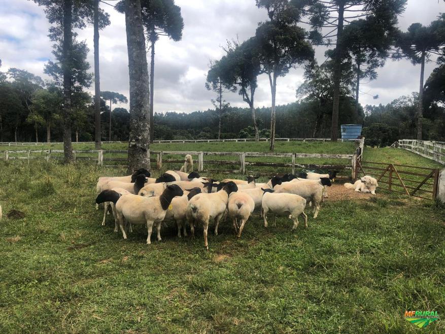 Carneiro / Ovinos Dorper Po em Mandirituba PR à venda. Compre 126505