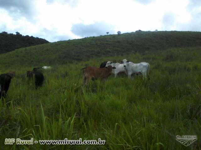 Garrote/Nelore/Anelorado/Macho em Jacutinga MG à venda. Compre 135805