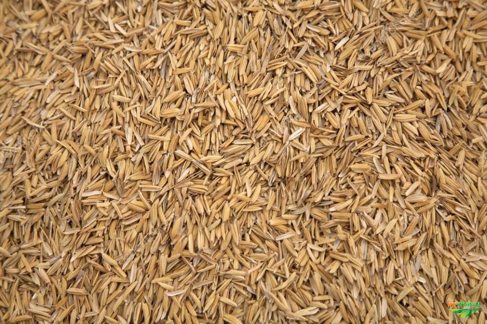 Casca Natural de Arroz em Itu SP à venda. Compre direto 362840