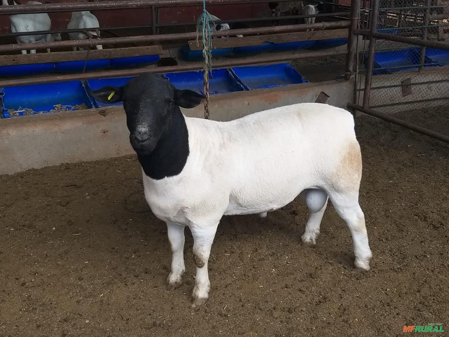 Ovinos em Ribeirão Preto - SP à venda com preço