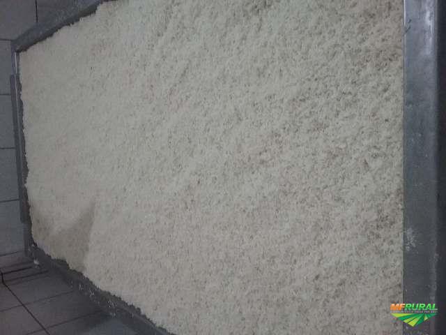 Coco Fruta no Pará | Preço Venda Compra - MF Rural