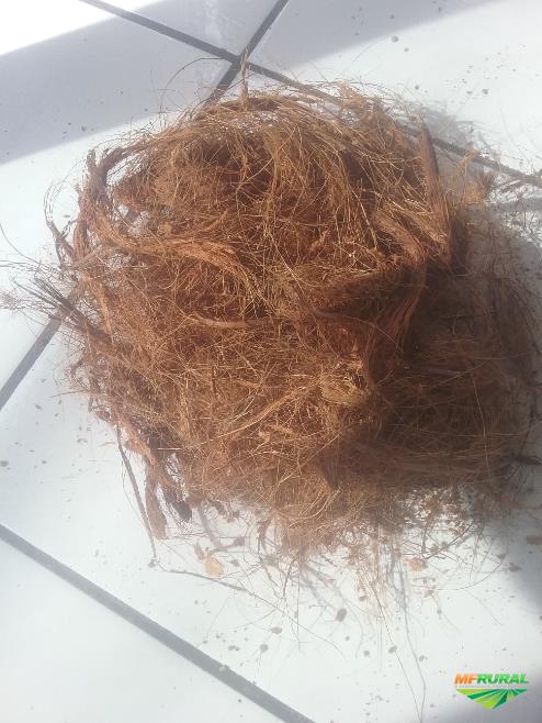 Fibra de Coco no Pará Venda de Fibra de Coco no Pará Preço Fibra
