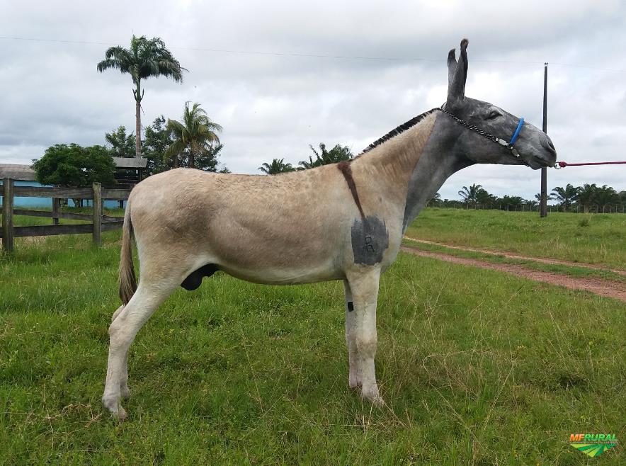 Jumentos no Pará à venda com preço