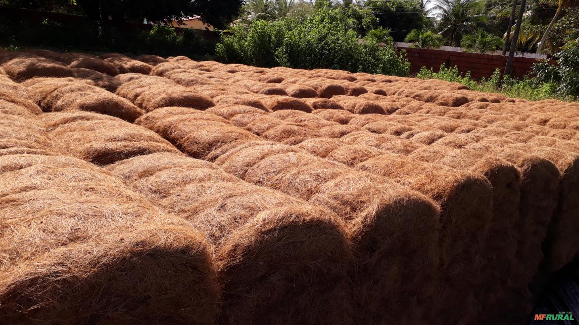 Fibra de Coco em Fortaleza - CE Venda de Fibra de Coco em