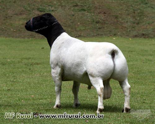 Ovinos Dorper em Campo Erê SC à venda. Compre direto do vendedor 108767