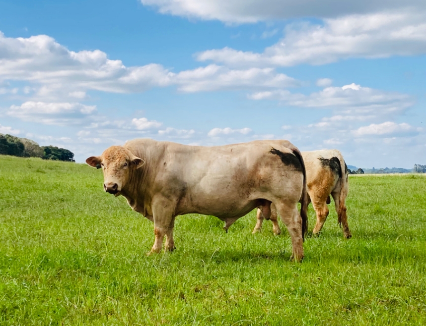 Charolês à venda com preço Charolês