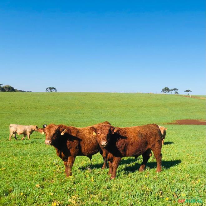 Bezerros Angus em Santa Catarina | Preço Venda Compra - MF Rural