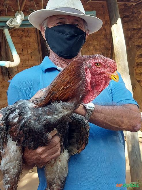 Pintinho Raca Indio Gigante na Bahia | Preço Venda Compra