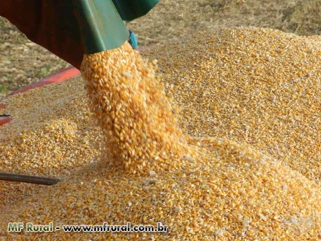 Milho Grão em Goiás à venda com preço
