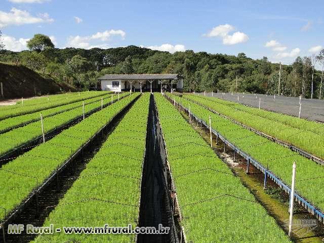 Mudas Florestais de Eucaliptos em Ponta Grossa PR à venda. 108323
