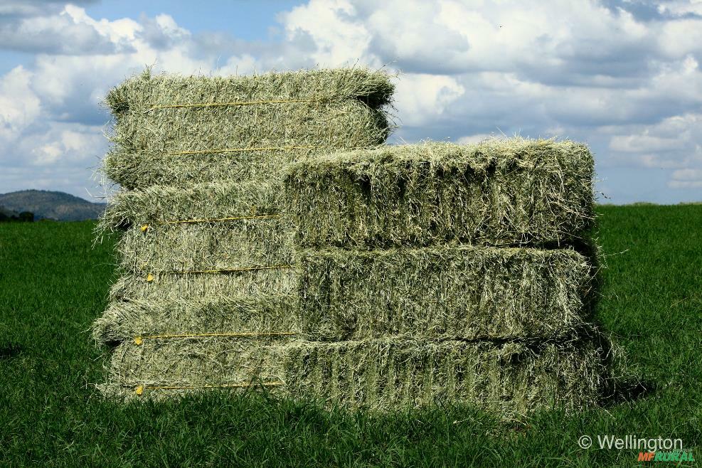 Feno | Preço Venda Compra Pág 5 - MF Rural