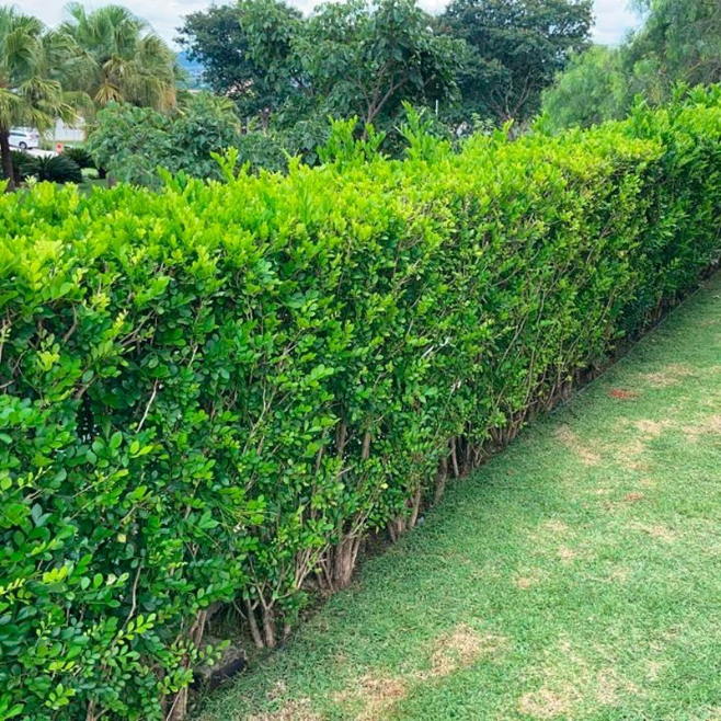 Mudas de Murta Venda de Murta Preço Murta Comprar Murta