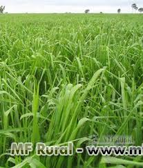 Massai ,Panicum Maximum Cv. Massai ,Panicum Maximum Cv. Massai 126494