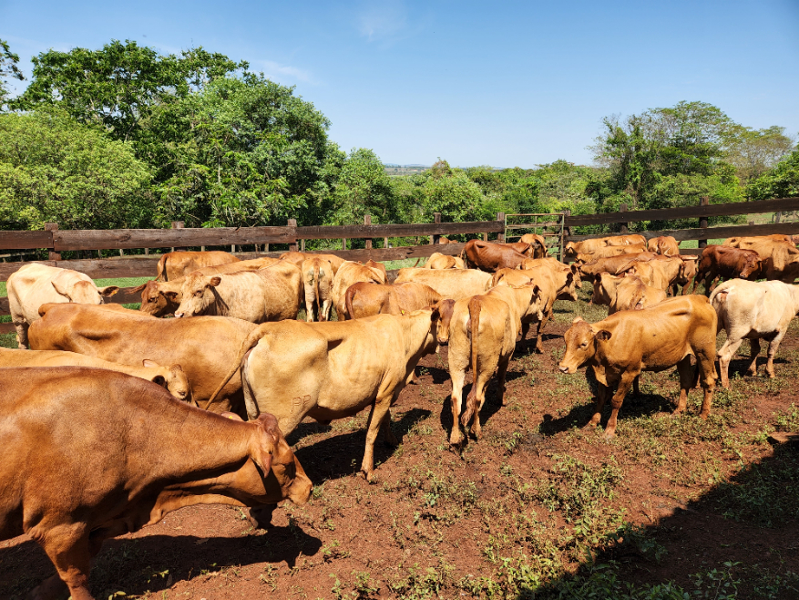 Racas Vaca | Preço Venda Compra - MF Rural