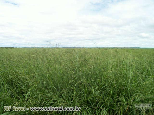 Braquiaria Brizantha cv Marandu vc 50 em Campo Grande MS à 115323