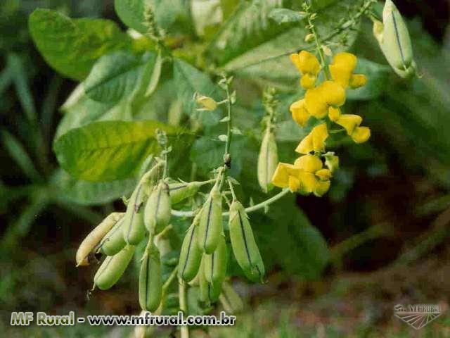 Sementes de Crotalaria Spectabilis E Ocholeuca em Dourados MS à 116374