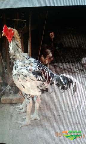 Galos Indio Gigante Caipira em Corumbaíba GO à venda. Compre 276879