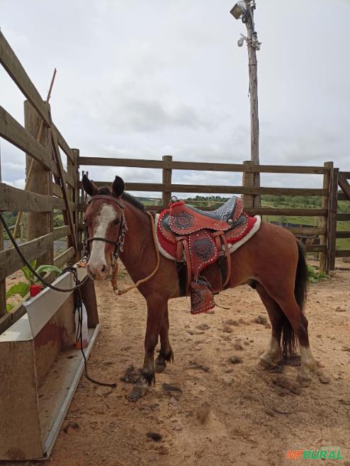 Vendo Mini Cavalo E Mini Pônei em Formiga MG à venda. Compre 689093