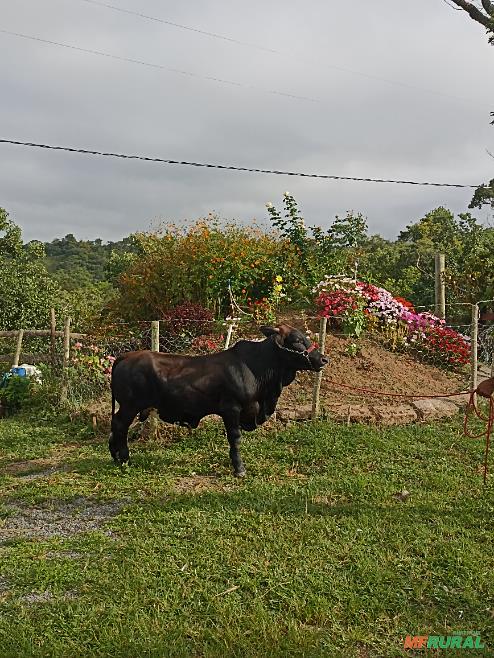 Vendo Mini Boi em Formiga MG à venda. Compre direto do vendedor 772867