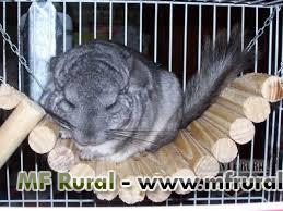 Chinchila em São Paulo SP Vender Comprar Chinchila Preço Chi