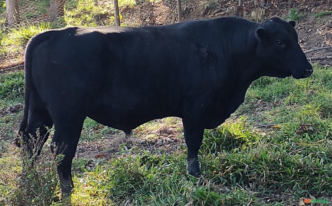 Touro Ultrablack em São Sebastião da Grama SP à venda. Compre 675557