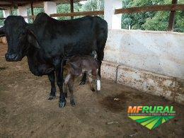Vacas Gir em Minas Gerais - Animais | Preço Venda Compra