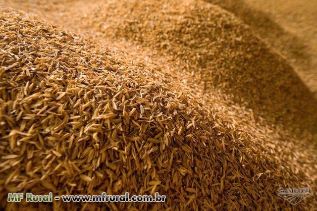 Casca de Arroz Moída em Porto Ferreira SP à venda. Compre direto 119331