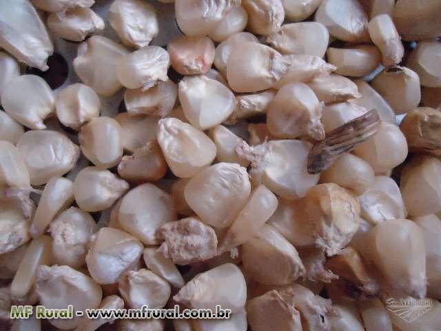 Milho Branco em Novo Horizonte do Sul MS à venda. Compre direto 149681