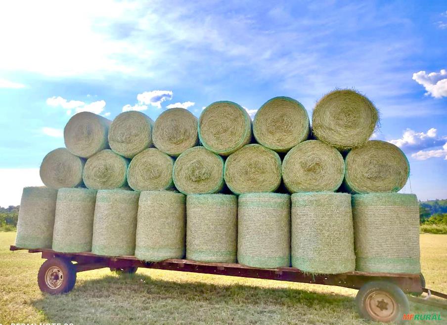 Feno Rolo no Paraná | Preço Venda Compra - MF Rural