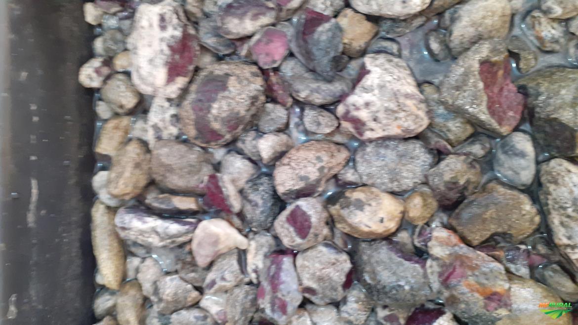 Rubi | Preço Venda Compra - MF Rural