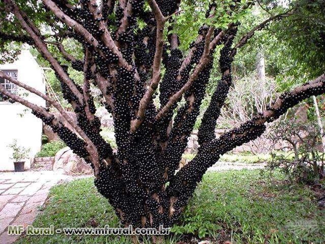 Jabuticabeira Adulta em Herculândia SP Vender Comprar Jabuticabe