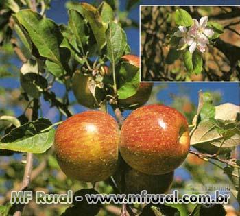 Maca | Preço Venda Compra - MF Rural