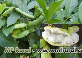 Muda Inga | Preço Venda Compra - MF Rural