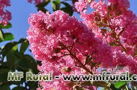 Mudas de resedá Venda de resedá Preço resedá Comprar resedá