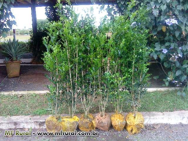 Murta Mudas | Preço Venda Compra - MF Rural
