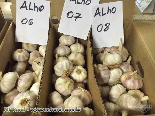 Alho Nacional "Roxo" em Curitibanos SC à venda. Compre direto 194789