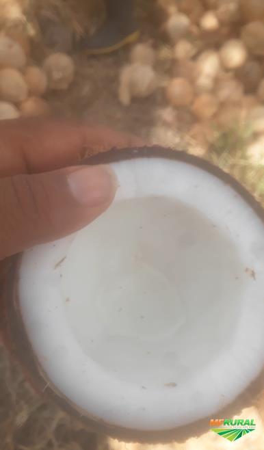 Coco Brasil | Preço Venda Compra - MF Rural