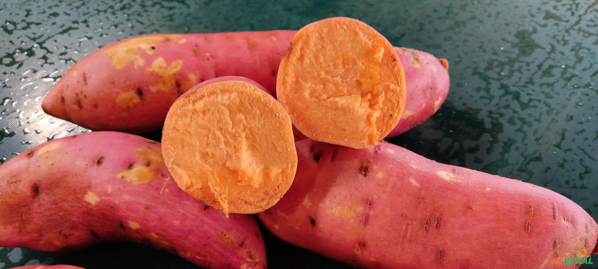 Batata Doce | Preço Venda Compra - MF Rural