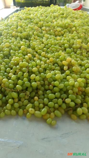 Uvas Sem Semente em Petrolina PE à venda. Compre direto 846109
