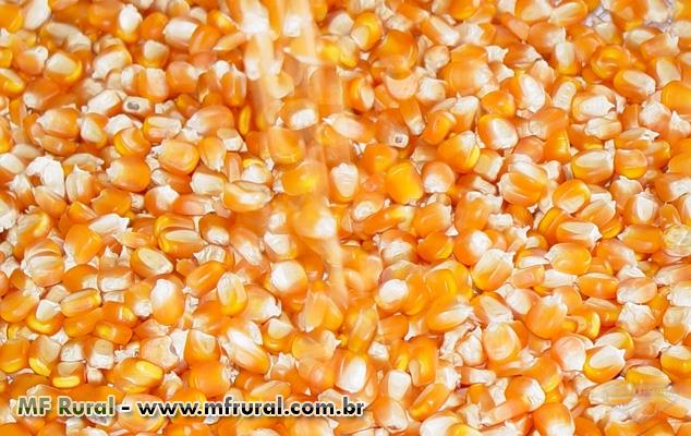 Milho Grão em Santa Cruz do Rio Pardo SP à venda. Compre direto 138286